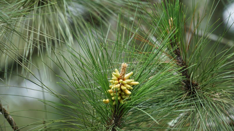 Pine Flower on the Tree with a Natural Background Stock Photo - Image ...