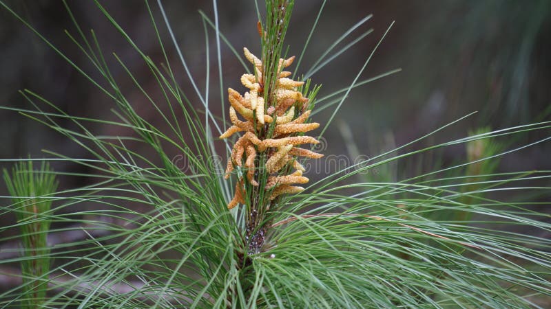 Pine Flower on the Tree with a Natural Background Stock Image - Image ...