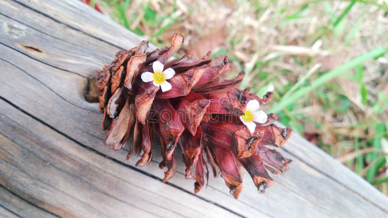 A Pine Flower with Two Small Flowers on it Stock Photo - Image of ...