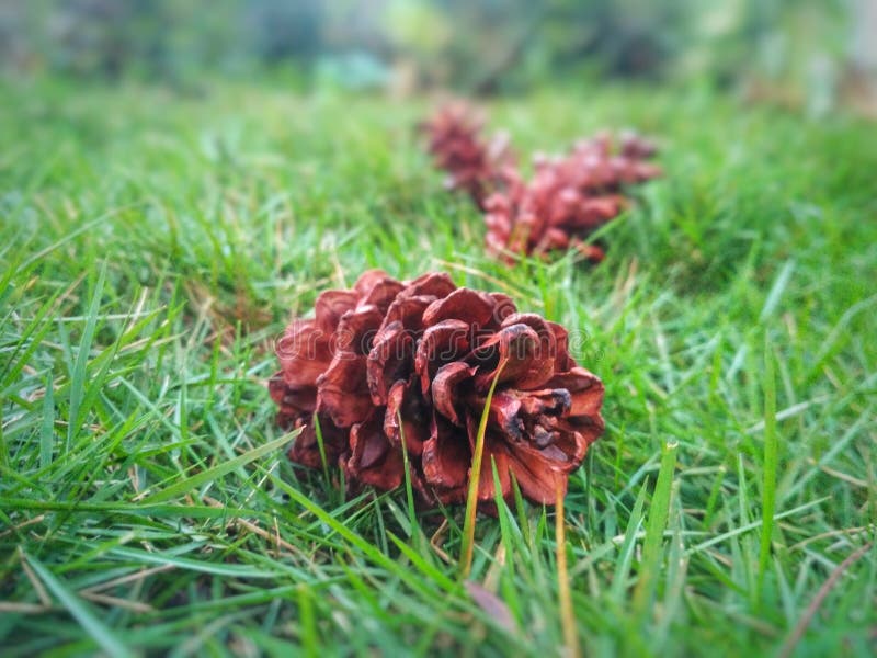 Pine Flowers on Green Grass Image Stock Image - Image of pine, grass ...