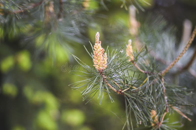 Pine Flowers Growing in the Garden in Spring Stock Photo - Image of ...