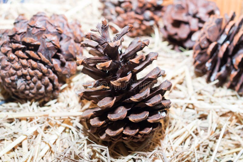 Pine corn stock image. Image of rainbow, play, december - 47946803