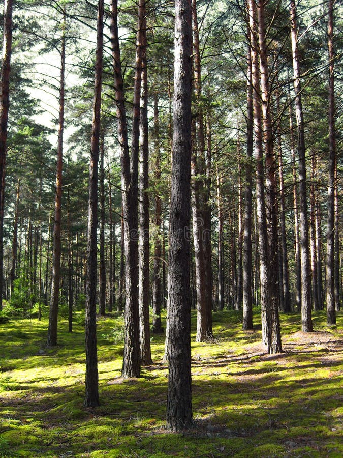 Pine forest. stock image. Image of brown, european, deal - 10593335