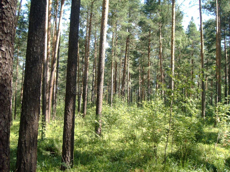 Pine forest stock image. Image of thick, summer, green - 12250865