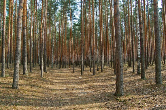 Pine forest stock image. Image of woods, wood, pine, rest - 12431805