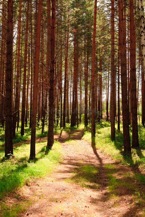 892,516 Pine Forest Stock Photos - Free & Royalty-Free Stock Photos ...