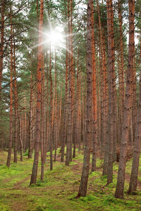 Sunset in Scots Pine Forest Stock Image - Image of colorful, evergreen ...