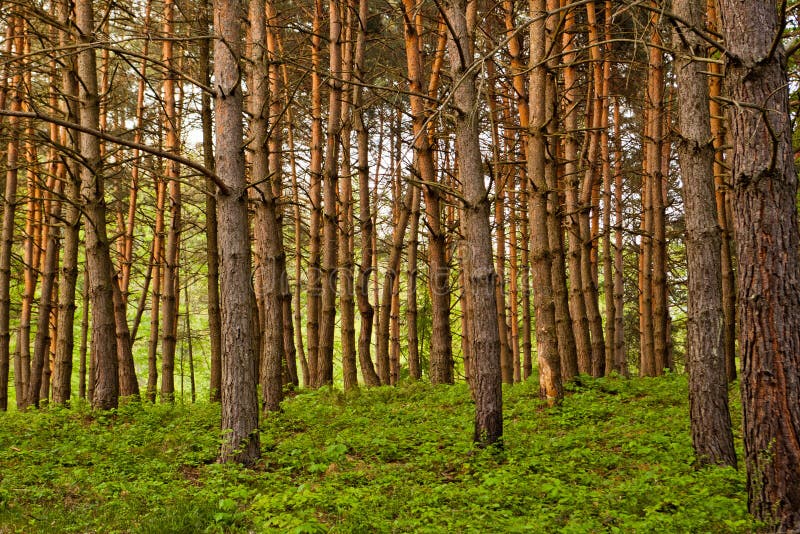 Line of pine trees stock photo. Image of trees, growth - 99420604