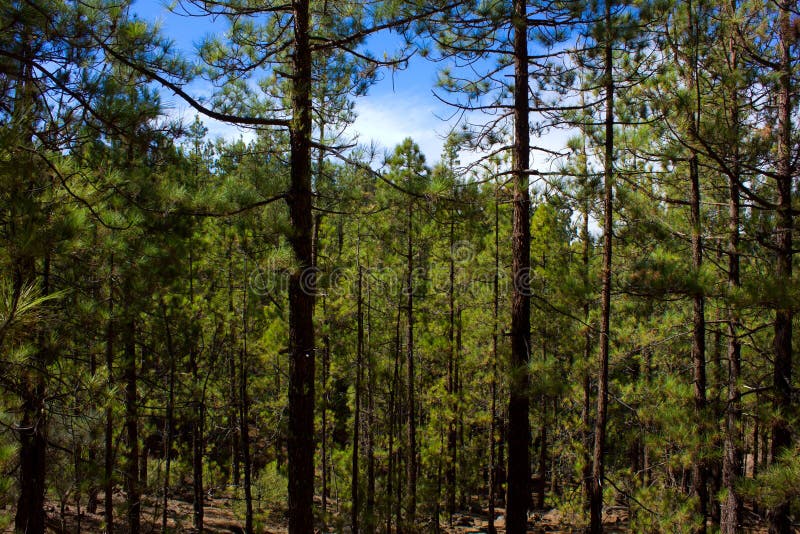 Tall Pine Trees at the Edge of a Large Plantation Stock Photo - Image ...