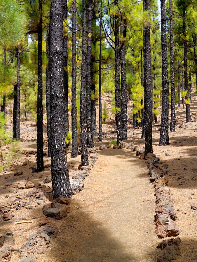 Pine forest stock photo. Image of pine, canary, park - 27560764