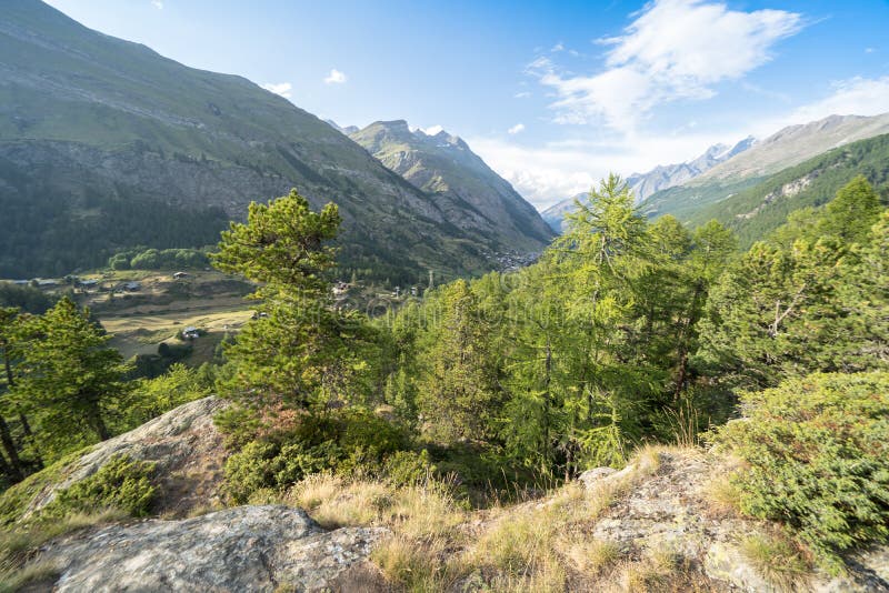 Pine forest in Alps stock image. Image of fall, sunrise - 248830191