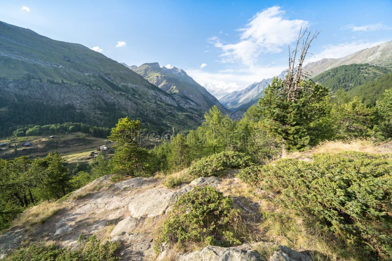 Pine forest in Alps stock photo. Image of scenery, dawn - 260260330