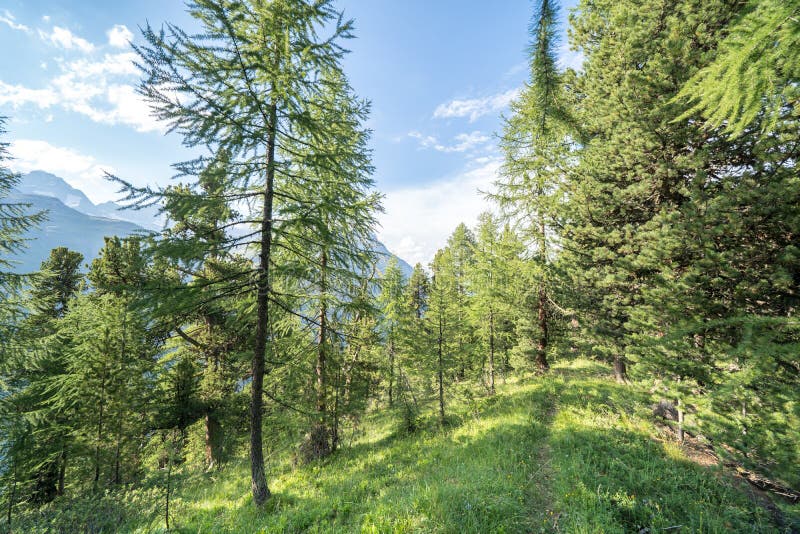 Pine forest in Alps stock photo. Image of panorama, sunrise - 261447306