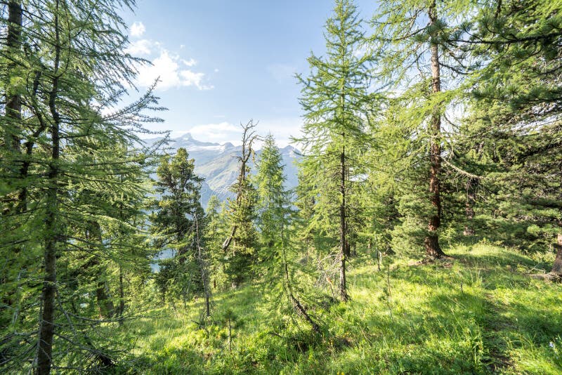 Pine forest in Alps stock photo. Image of switzerland - 261989864