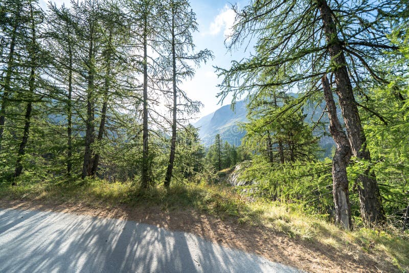 Pine forest in Alps stock image. Image of adventure - 265664147