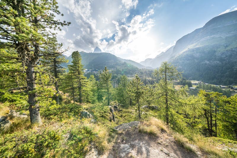 Pine forest in Alps stock image. Image of blue, scenic - 267479683