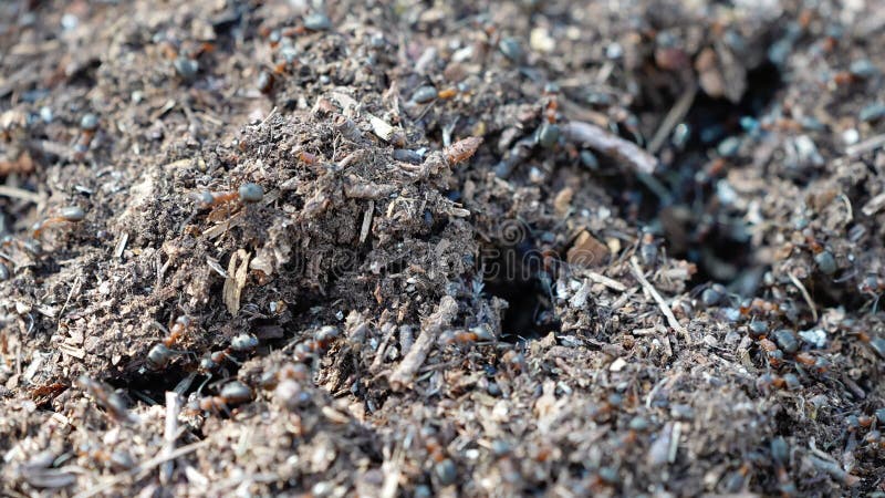 Pine Forest Anthill. Life of Red Ants in Forest. the Routine of the ...