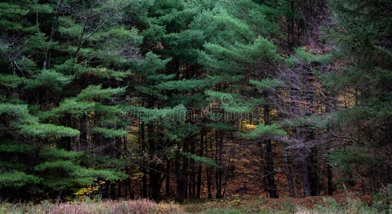 Pine Forest in Autumn stock photo. Image of wilderness - 213046766