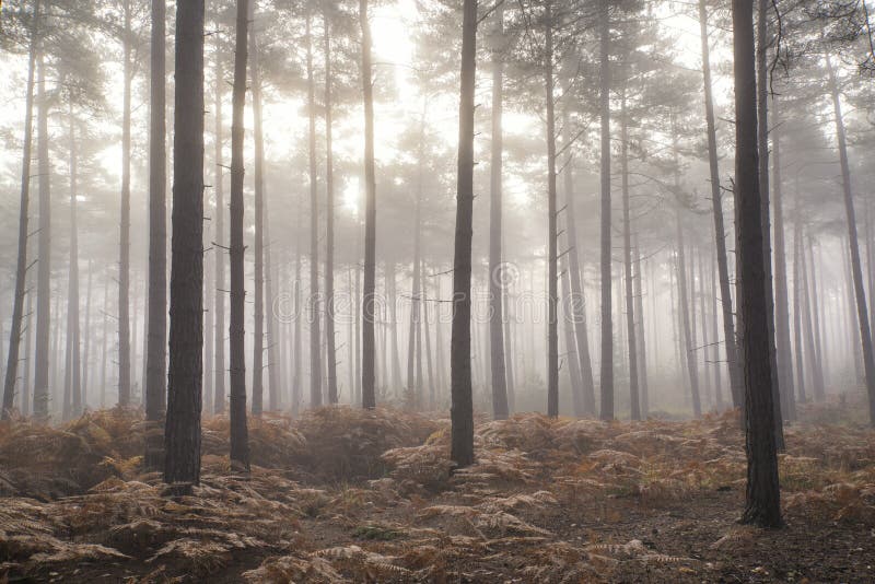 Pine Forest Autumn Fall Landscape Foggy Morning Stock Image - Image of ...