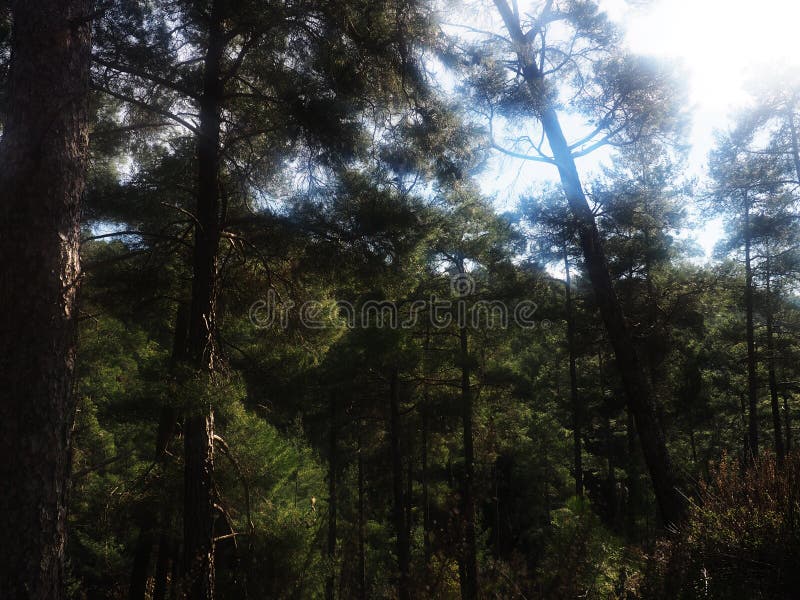 Pine Forest in Autumn Morning Forest, Light through Branches Stock ...