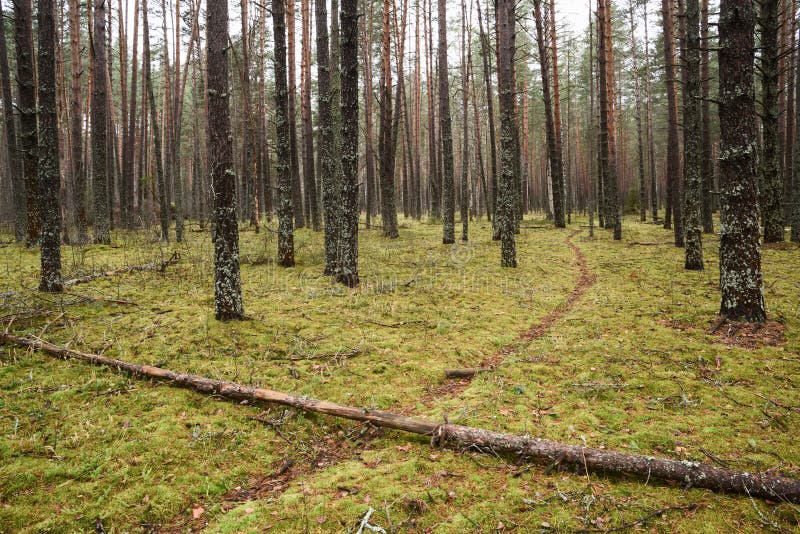 Pine Forest in Autumn. Narrow Path in Green Moss Stock Photo - Image of ...