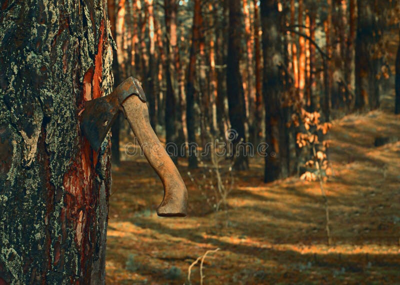 A Pine Forest and an Ax Stuck in a Tree. Stock Photo - Image of tree ...