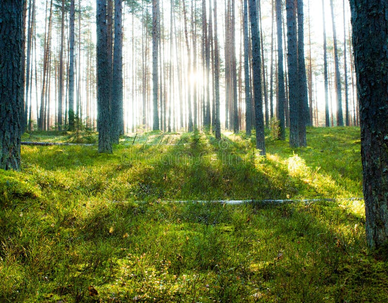 Pine Forest Back Light stock photo. Image of welldrained - 132348040