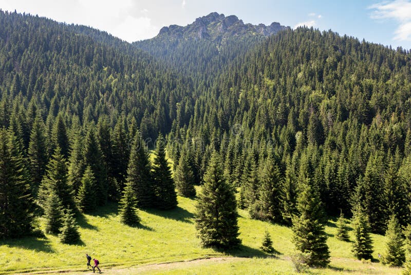 Pine Forest Background In The Summer Of Slovakia Stock Photo - Image of ...