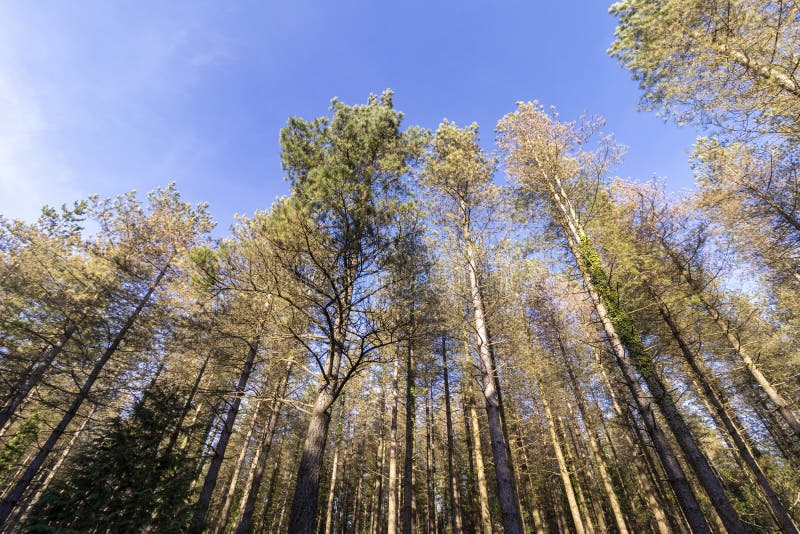 Forest in the Basque Country Stock Photo - Image of tree, relax: 238453458