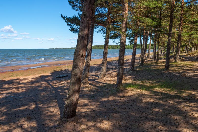 Pine Forest on the Beach by a Lake Stock Image - Image of people ...