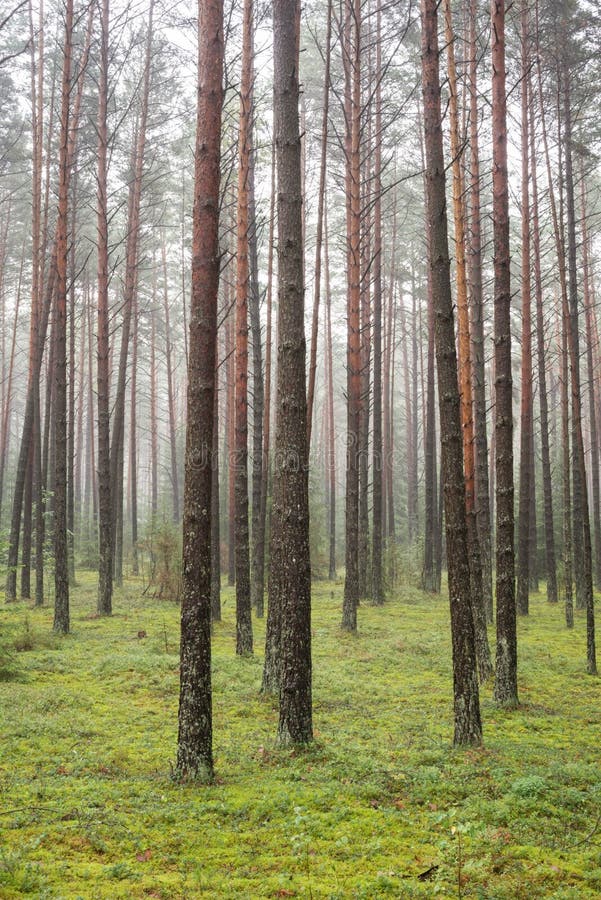 Pine forest stock photo. Image of brown, bark, haze - 260600846