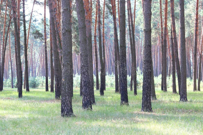 Pine Forest with Beautiful High Pine Trees in Summer Stock Image ...