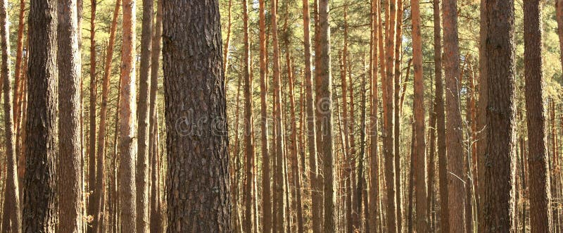 Red pine panorama stock photo. Image of light, cold, fall - 13917988