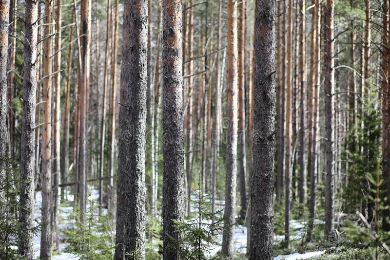 Pine Forest in the Beginning of Spring Under the Snow. Forest Un Stock ...