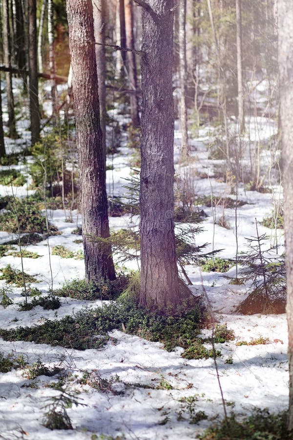 Pine Forest in the Beginning of Spring Under the Snow. Forest Un Stock ...