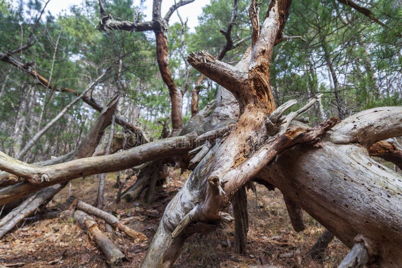 Pine Forest, Big Fallen Tree in the Forest, Beautiful Roots of a Large ...