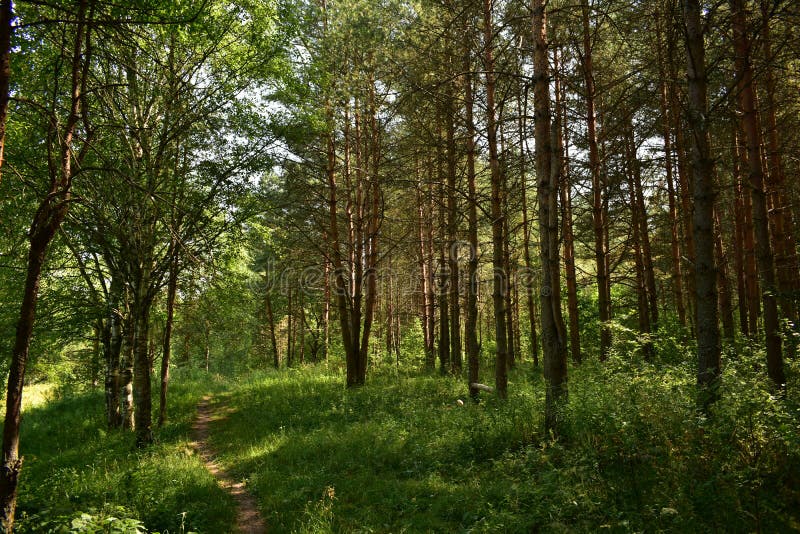 1,152 Forest Trees Borders Stock Photos - Free & Royalty-Free Stock ...