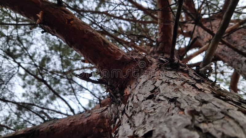 Pine Forest. View of the Sky through Pine Branches, Close-up Bark ...