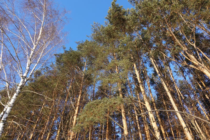 Pine Forest Bottom View. Against the Blue Sky Stock Image - Image of ...