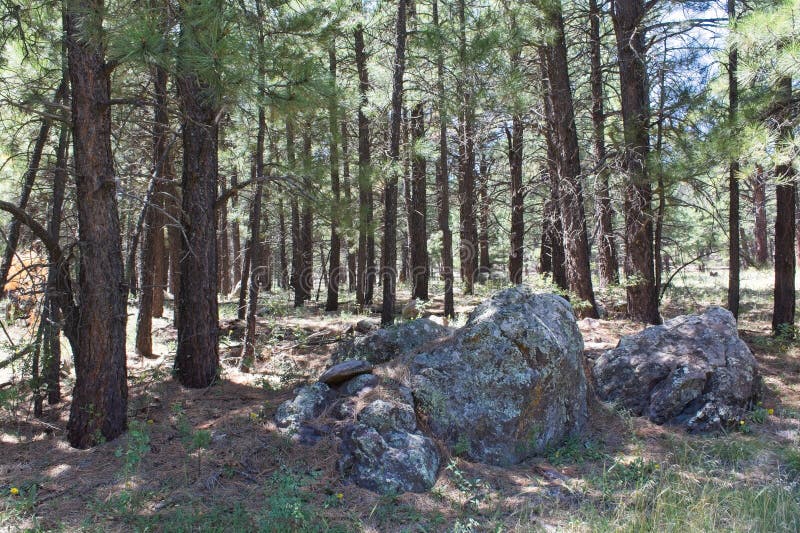 The Pine Forest and Boulders at Griffith Springs, Flagstaff, Arizona ...
