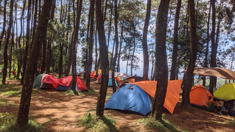 The Pine Forest Camp and Natural Scenery Stock Photo - Image of branch ...