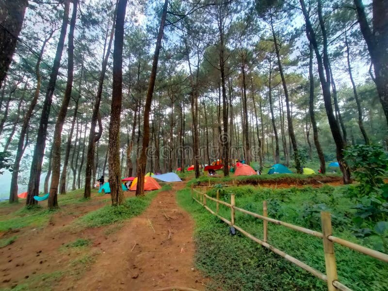 Pine Forest Campsite Mount Roundabout, Bogor Stock Image - Image of ...