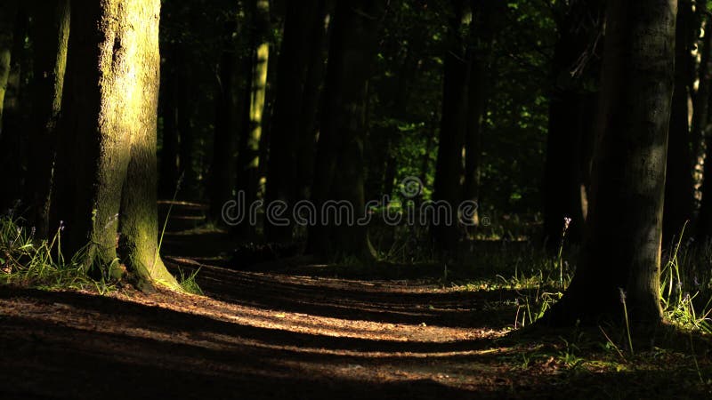 Pine Forest Canopy in Dappled Light Wide Shot Stock Video - Video of ...