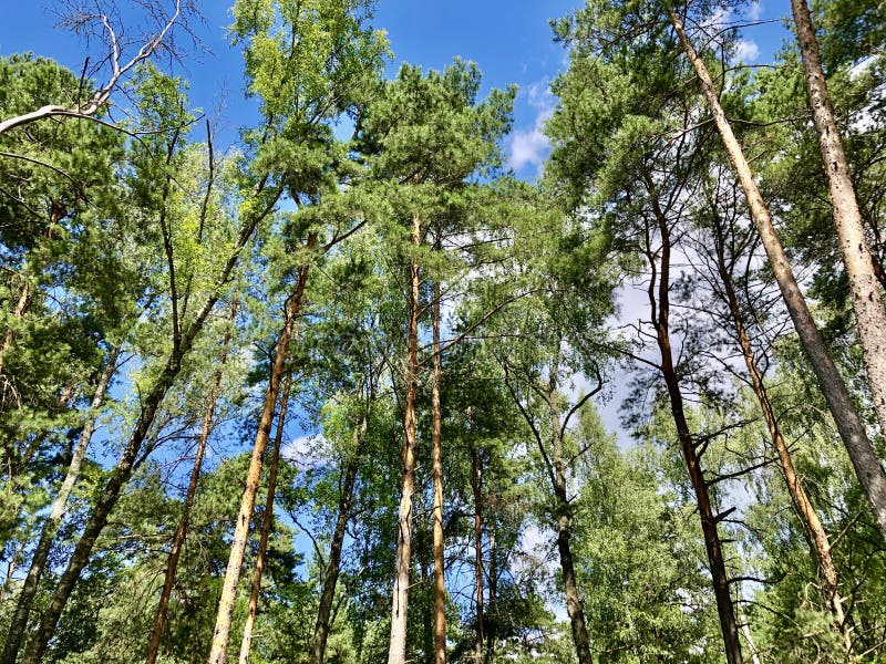 Pine Forest and Clean Air Environment Stock Image - Image of landscape ...