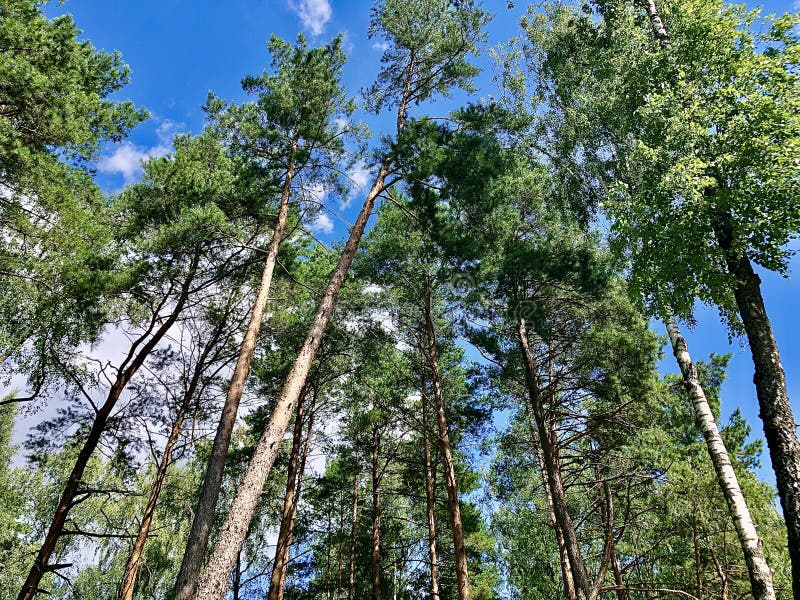 Pine Forest Clean Air stock image. Image of belarus - 193136489