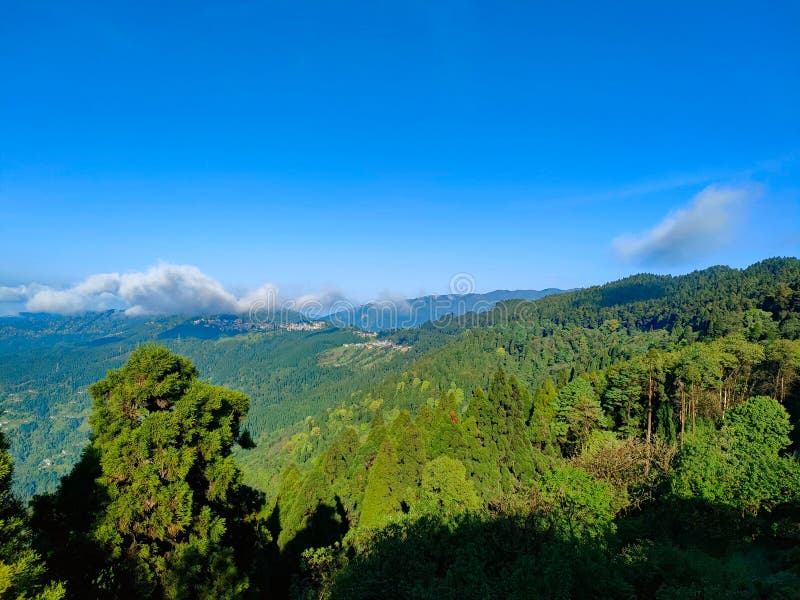 Pine Forest in a Clear Sunny Bright Day Stock Photo - Image of ...