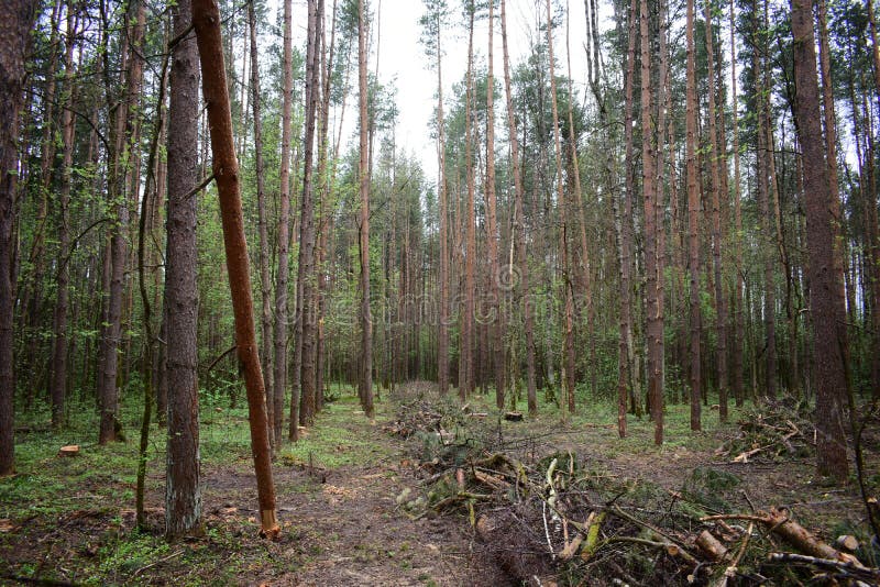 In a Pine Forest on a Clearing Cut Down, Trees. Logging, Branches. the ...