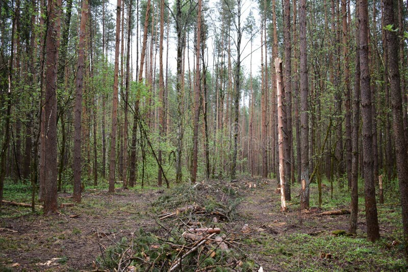 In a Pine Forest on a Clearing Cut Down, Trees. Logging, Branches. the ...
