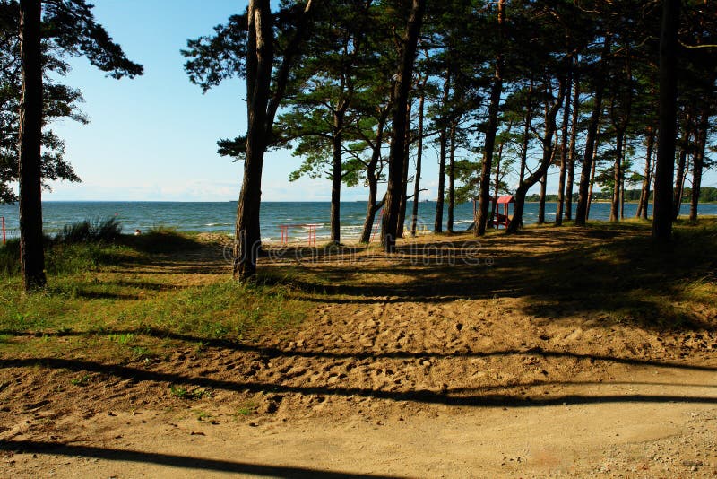 Pine forest on the coast stock image. Image of floral - 18506765