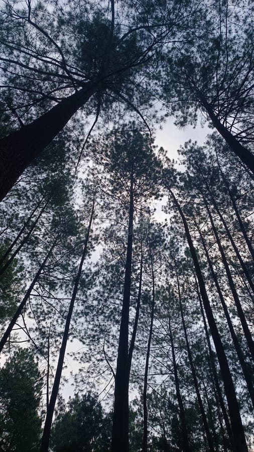 Pine Forest is a Collection of Pine Trees that Stand and Grow Above the ...